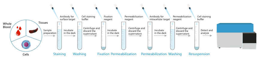 Cell Intracellular Flow Cytometry Staining Protocol